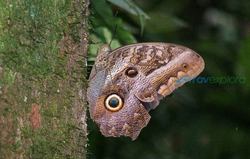 Madidi National Park Jungle Tour from Rurrenabaque - 3 Days