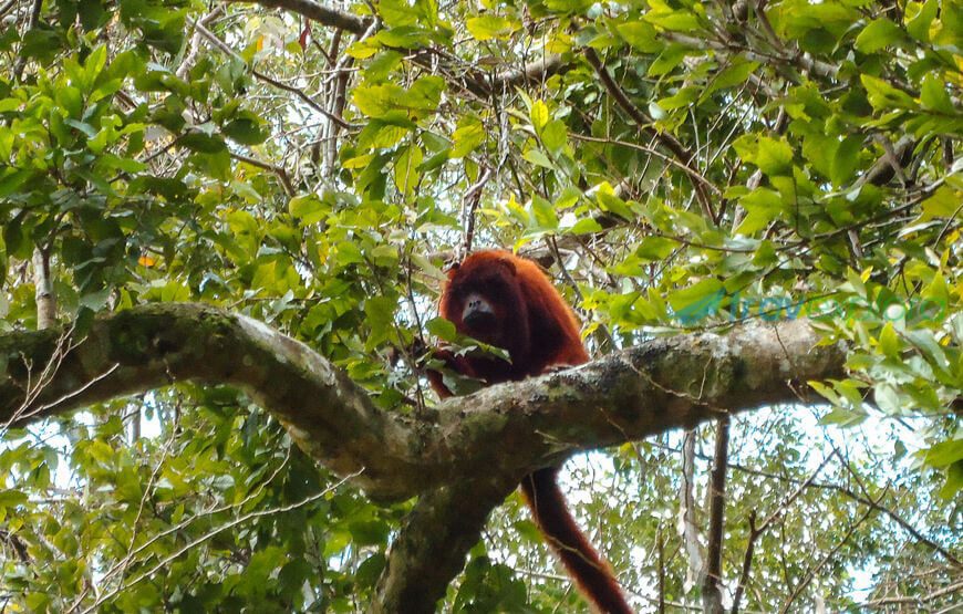 Madidi National Park Jungle Tour from Rurrenabaque - 3 Days