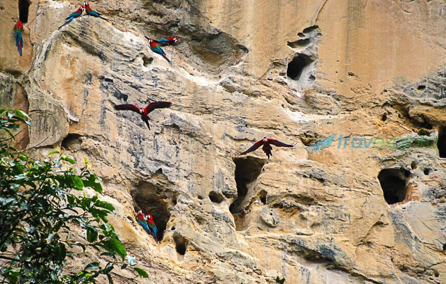 Madidi National Park Jungle Tour from Rurrenabaque - 3 Days