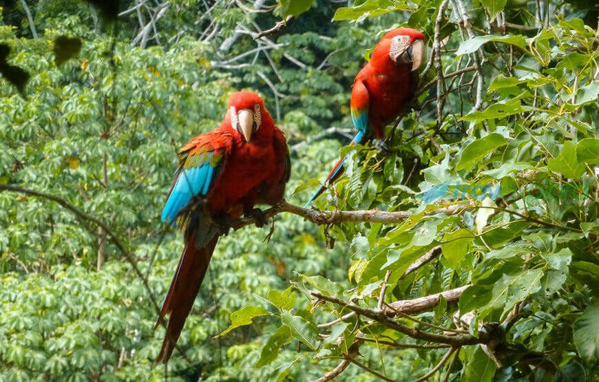 Madidi National Park Jungle Tour from Rurrenabaque - 3 Days